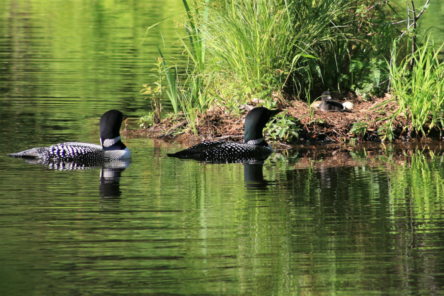 Fall is Migration Time for Loons and Lake Users Alike - Birds Canada ...