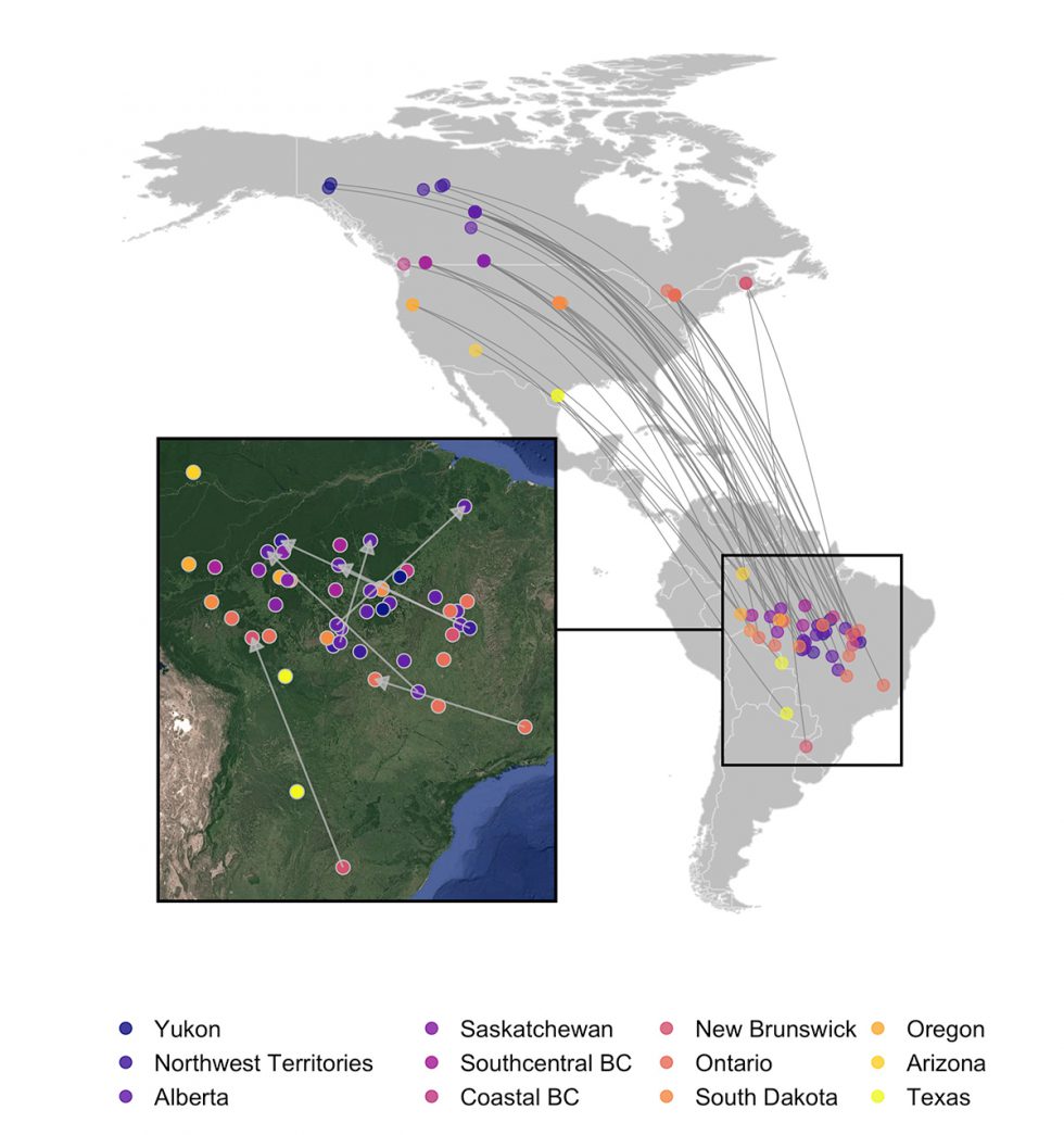 Where do all the nighthawks go? - Birds Canada | Oiseaux Canada