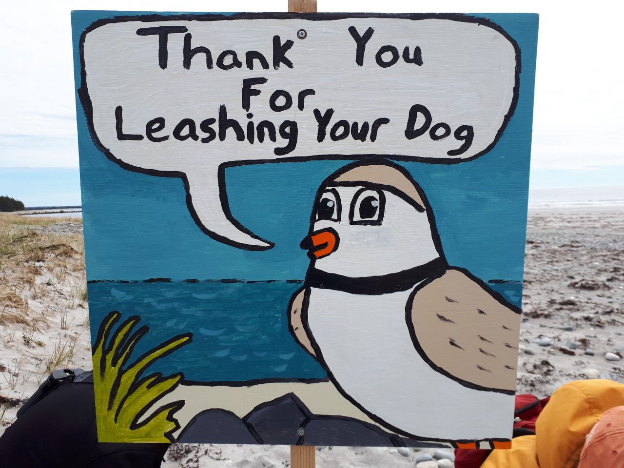 Help birds this summer – 13 ideas to try - Birds Canada | Oiseaux Canada