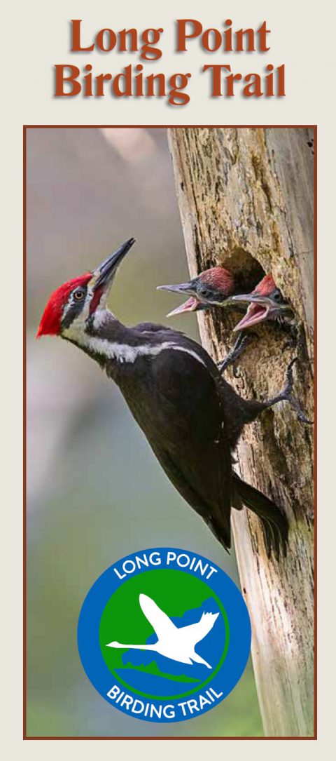 Long Point Bird Observatory - Birds Canada | Oiseaux Canada