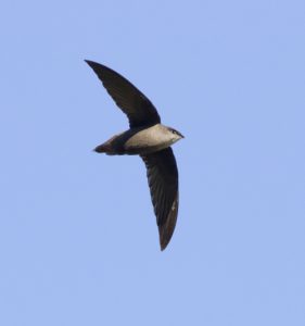 Municipal wins for our upstairs neighbours - Chimney Swifts - Birds ...