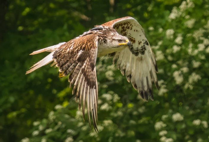 Ferruginous Hawk