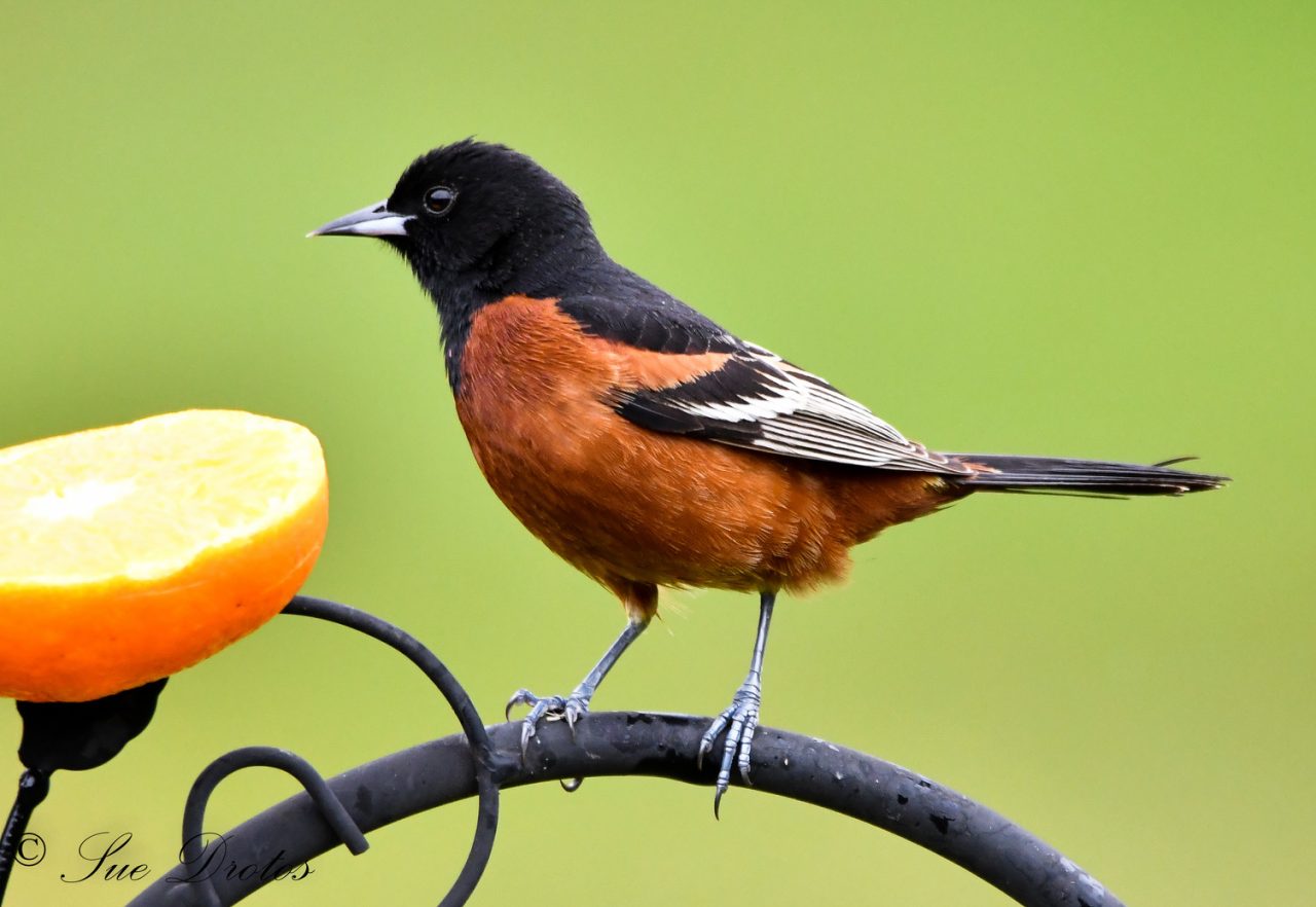Tips for Feeding and Attracting Orioles - Birds Canada | Oiseaux Canada