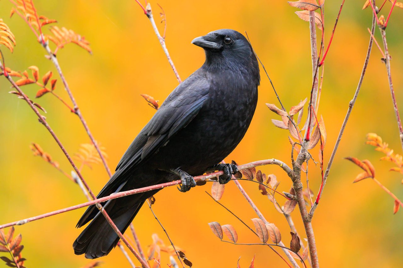 A Masterpiece of Beauty, Healing, and Conservation - Birds Canada ...