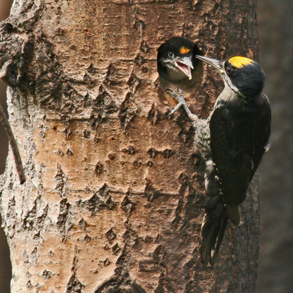 Birds in the line of fire: how boreal birds respond to forest fires ...