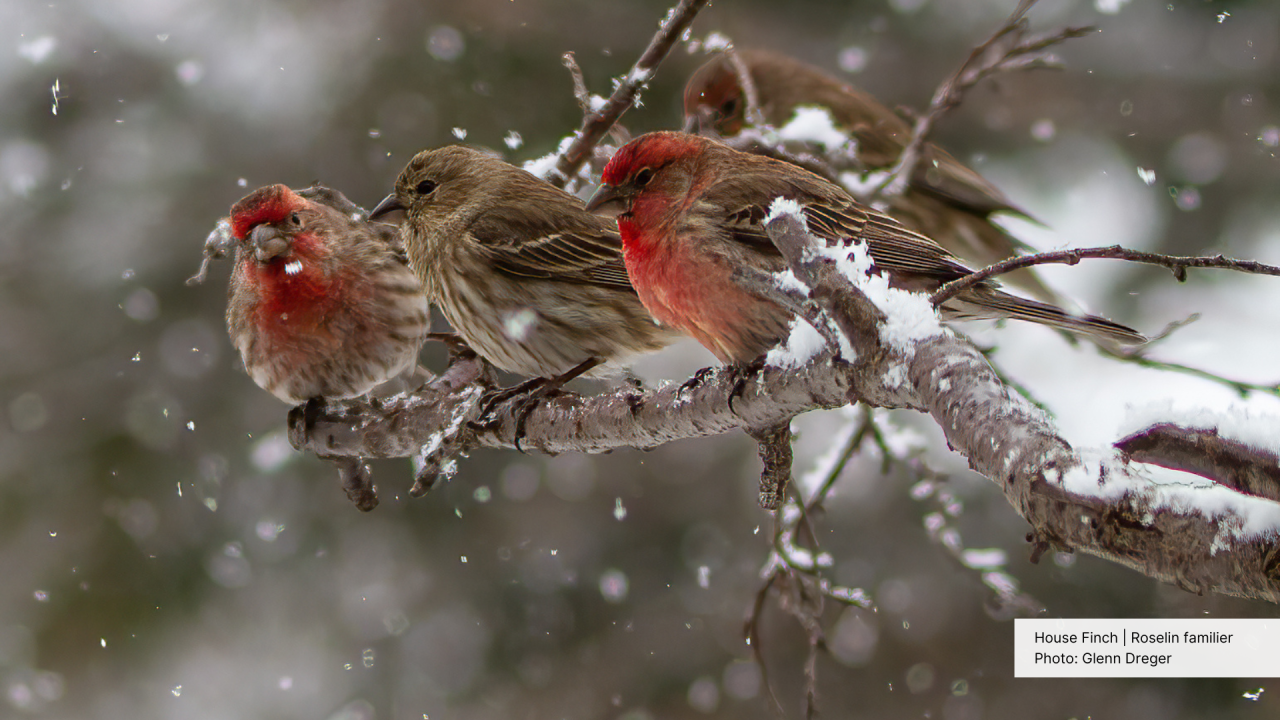 Four Ways to Attract Backyard Birds this Winter - Birds Canada ...