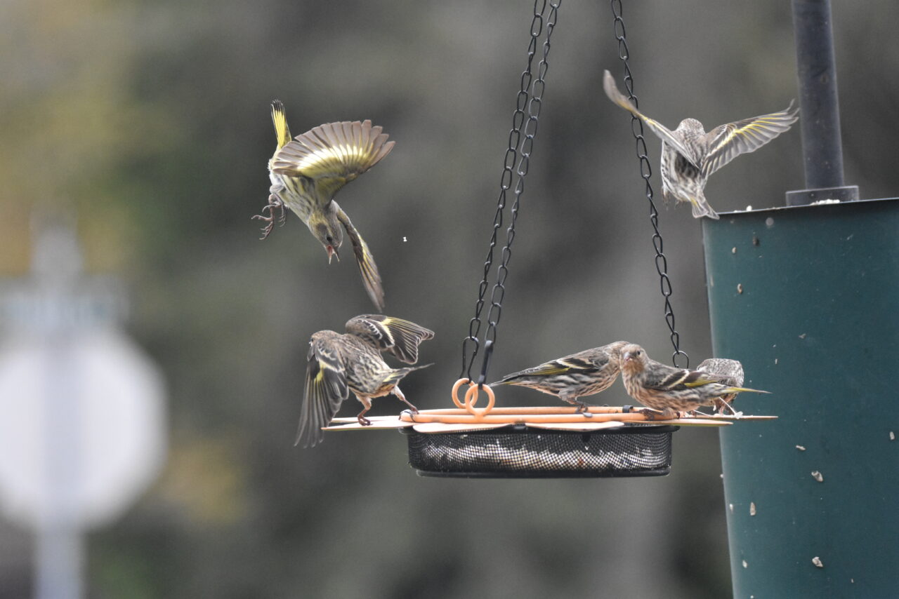 Choosing the Right Feeder and Seed: A Guide to Keeping Backyard Birds ...