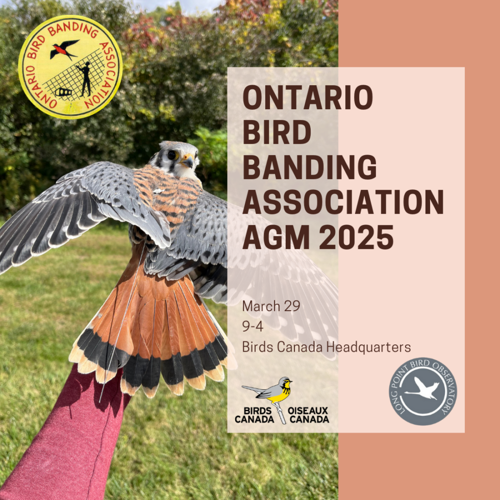 Webinar: How to Participate in the 2025 Great Backyard Bird Count ...