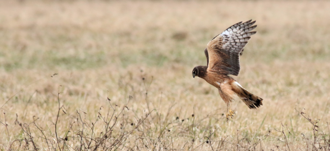 Top 10 Places to Atlas in 2025 - Birds Canada | Oiseaux Canada