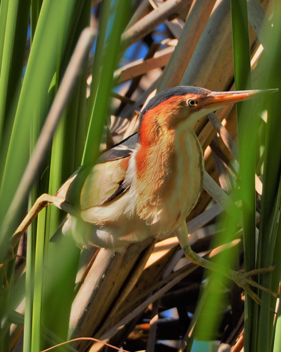 Atlassing the Greenbelt - Birds Canada | Oiseaux Canada