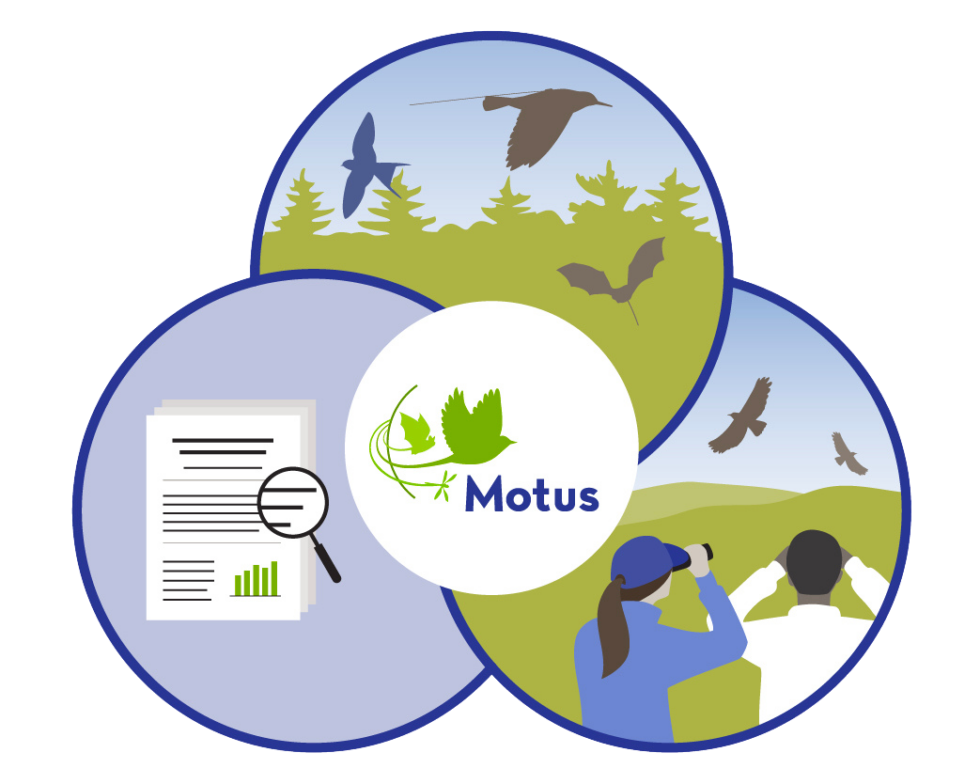 Small tags, big discoveries: Celebrating 10 years of the Motus Wildlife ...