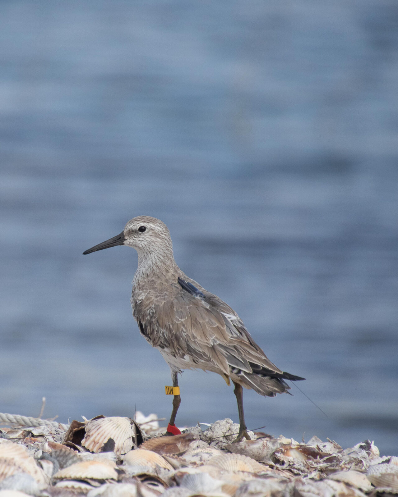 Small tags, big discoveries: Celebrating 10 years of the Motus Wildlife ...