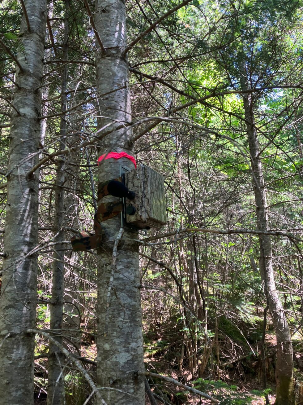 Northern Melodies: Autonomous Recording Units and Avian Monitoring ...